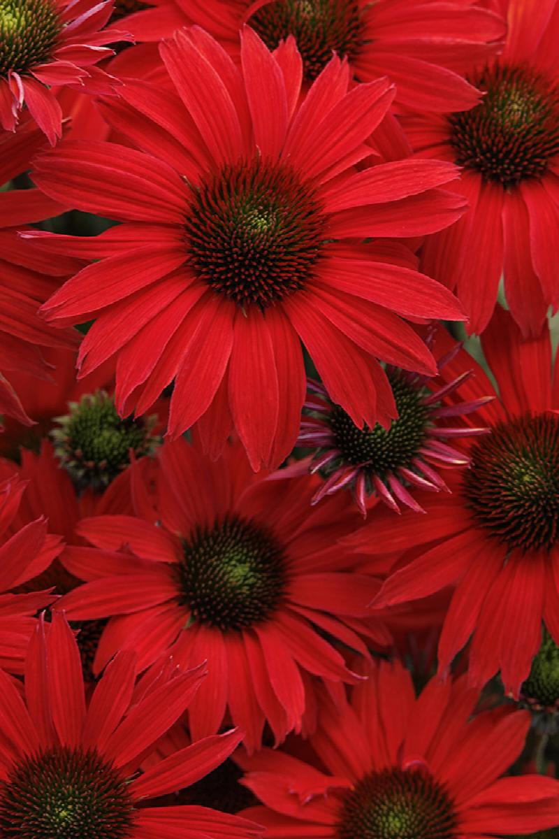 Echinacea Kismet™ Red - Salzsieder Nursery